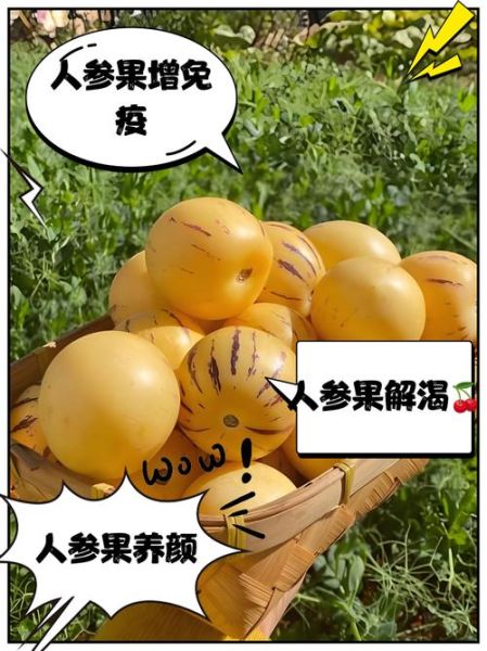 人参果的功效与作用有哪些_人参果的禁忌人群有哪些-第1张图片-山城妙识 人参果的功效与作用有哪些_人参果的禁忌人群有哪些-第1张图片-山城妙识
