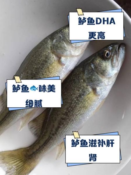 鲈鱼和鲫鱼哪个营养高_适合人群对比-第1张图片-山城妙识 鲈鱼和鲫鱼哪个营养高_适合人群对比-第1张图片-山城妙识