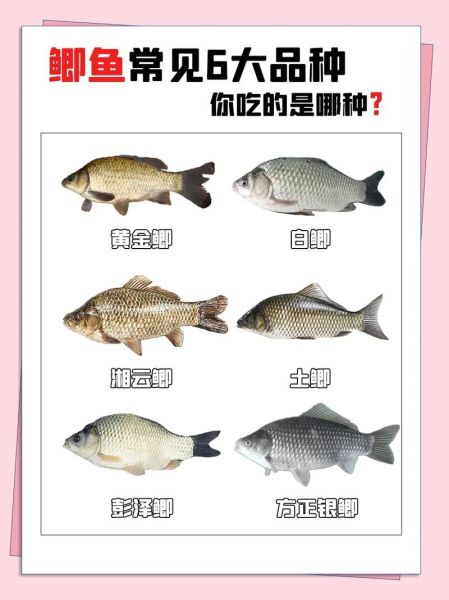 鲈鱼和鲫鱼哪个营养高_适合人群对比-第3张图片-山城妙识 鲈鱼和鲫鱼哪个营养高_适合人群对比-第3张图片-山城妙识