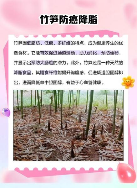 鲜笋的功效与作用_鲜笋营养价值高吗-第1张图片-山城妙识