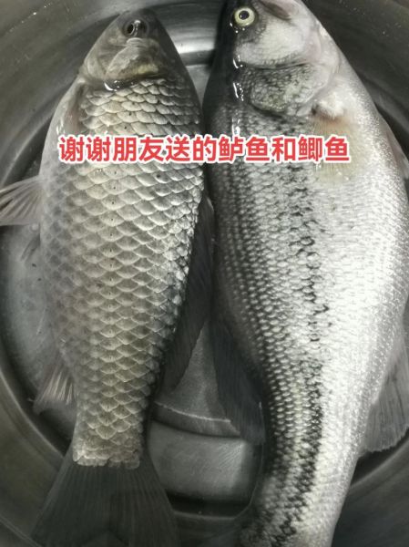 鲈鱼和鲫鱼哪个营养高_适合人群对比-第2张图片-山城妙识 鲈鱼和鲫鱼哪个营养高_适合人群对比-第2张图片-山城妙识