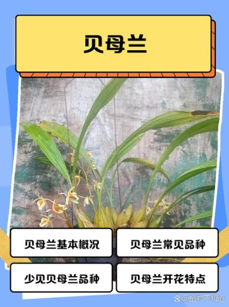 贝母兰的功效与作用_贝母兰怎么使用最有效-第1张图片-山城妙识