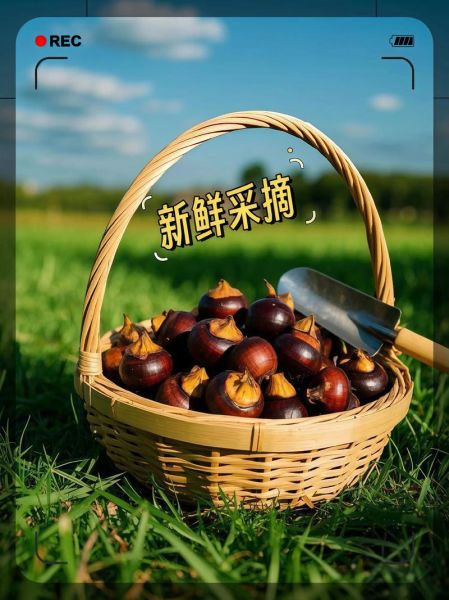 马蹄怎么凉拌好吃_马蹄凉拌的做法大全-第3张图片-山城妙识 马蹄怎么凉拌好吃_马蹄凉拌的做法大全-第3张图片-山城妙识