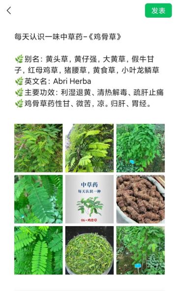 鸡骨草一个疗程吃几天_鸡骨草多久见效-第1张图片-山城妙识