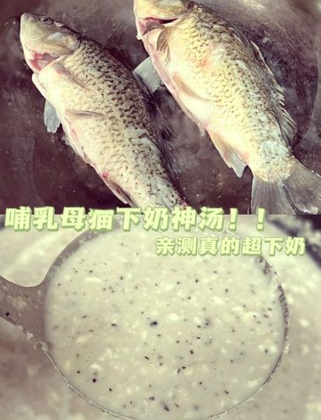 通草鲫鱼汤的做法_通草鲫鱼汤下奶效果好吗-第3张图片-山城妙识 通草鲫鱼汤的做法_通草鲫鱼汤下奶效果好吗-第3张图片-山城妙识