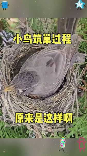百鸟归巢的做法视频_百鸟归巢怎么做-第3张图片-山城妙识 百鸟归巢的做法视频_百鸟归巢怎么做-第3张图片-山城妙识