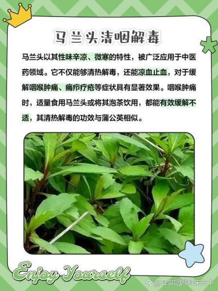 马兰头可以生吃吗_生吃马兰头安全吗-第3张图片-山城妙识 马兰头可以生吃吗_生吃马兰头安全吗-第3张图片-山城妙识