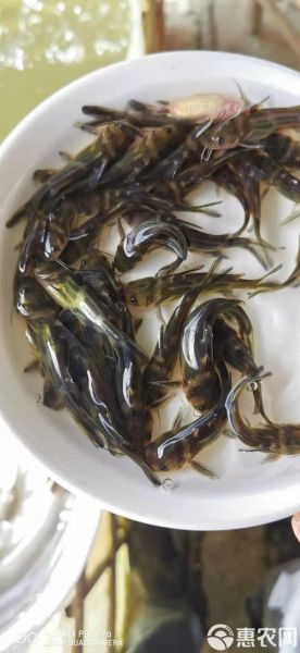 黄骨鱼苗多少钱一斤_黄骨鱼苗怎么挑选-第3张图片-山城妙识