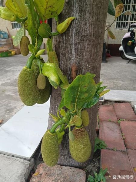 菠萝蜜不正经视频是什么_如何快速识别真假-第3张图片-山城妙识