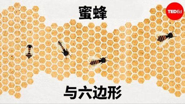 蜂巢的结构是什么_蜂巢为什么是六边形-第2张图片-山城妙识 蜂巢的结构是什么_蜂巢为什么是六边形-第2张图片-山城妙识