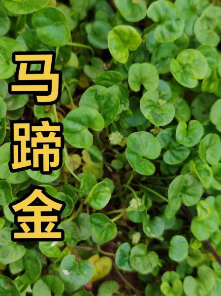 马蹄金草图片_如何识别真假马蹄金草-第1张图片-山城妙识 马蹄金草图片_如何识别真假马蹄金草-第1张图片-山城妙识