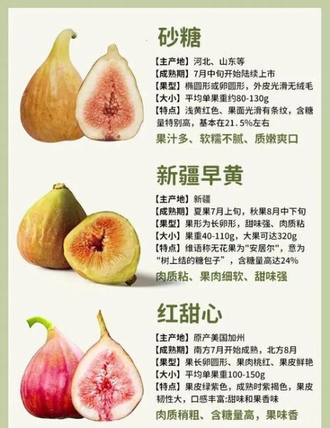 无花果吃的是哪个部位_无花果可食用部分详解-第3张图片-山城妙识 无花果吃的是哪个部位_无花果可食用部分详解-第3张图片-山城妙识