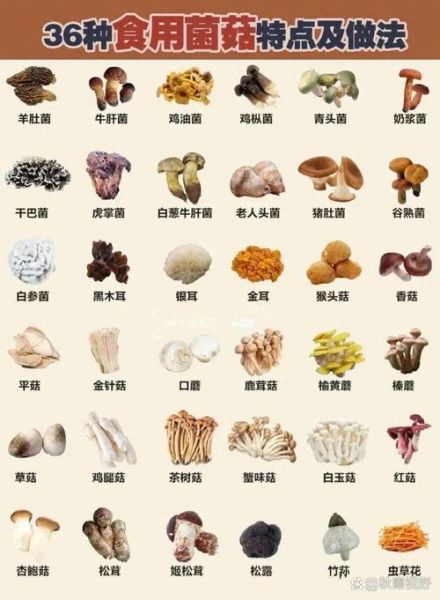 食用菌品种有哪些_如何挑选新鲜食用菌-第2张图片-山城妙识 食用菌品种有哪些_如何挑选新鲜食用菌-第2张图片-山城妙识