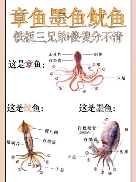 八爪鱼和鱿鱼哪个好吃_口感差异与做法全解析-第1张图片-山城妙识 八爪鱼和鱿鱼哪个好吃_口感差异与做法全解析-第1张图片-山城妙识