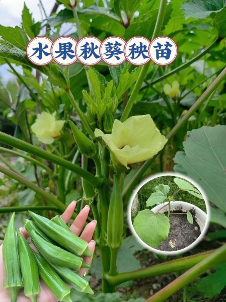 黄秋葵花有什么功效_黄秋葵花怎么吃-第1张图片-山城妙识 黄秋葵花有什么功效_黄秋葵花怎么吃-第1张图片-山城妙识