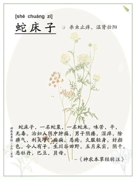 蛇床子的功效与作用_蛇床子能提高性功能吗-第1张图片-山城妙识 蛇床子的功效与作用_蛇床子能提高性功能吗-第1张图片-山城妙识