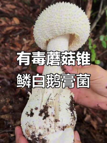 中国十大毒蘑菇有哪些_误食后怎么办-第2张图片-山城妙识 中国十大毒蘑菇有哪些_误食后怎么办-第2张图片-山城妙识