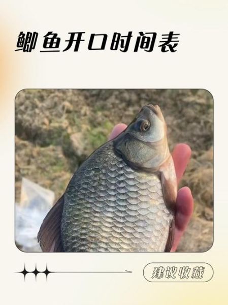 鲫鱼粤语读音_鲫鱼粤语点读-第2张图片-山城妙识 鲫鱼粤语读音_鲫鱼粤语点读-第2张图片-山城妙识