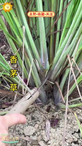 香茅长什么样_香茅图片如何辨认-第3张图片-山城妙识 香茅长什么样_香茅图片如何辨认-第3张图片-山城妙识