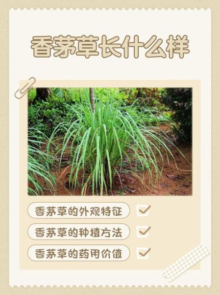 香茅长什么样_香茅图片如何辨认-第2张图片-山城妙识 香茅长什么样_香茅图片如何辨认-第2张图片-山城妙识