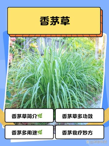 香茅长什么样_香茅图片如何辨认-第1张图片-山城妙识 香茅长什么样_香茅图片如何辨认-第1张图片-山城妙识