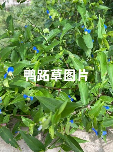 鸭跖草可以当菜吃吗_鸭跖草怎么吃才安全-第3张图片-山城妙识 鸭跖草可以当菜吃吗_鸭跖草怎么吃才安全-第3张图片-山城妙识