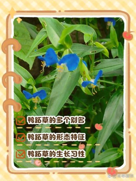 鸭跖草可以当菜吃吗_鸭跖草怎么吃才安全-第2张图片-山城妙识 鸭跖草可以当菜吃吗_鸭跖草怎么吃才安全-第2张图片-山城妙识