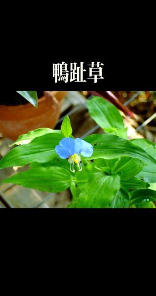 鸭跖草可以当菜吃吗_鸭跖草怎么吃才安全-第1张图片-山城妙识 鸭跖草可以当菜吃吗_鸭跖草怎么吃才安全-第1张图片-山城妙识