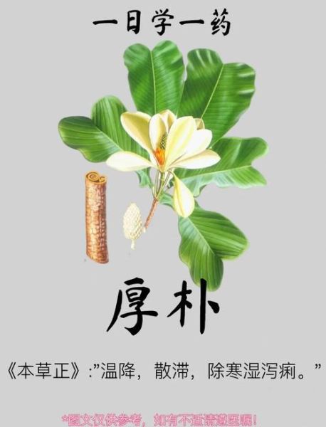 黄连厚朴的功效与作用_如何正确服用-第3张图片-山城妙识 黄连厚朴的功效与作用_如何正确服用-第3张图片-山城妙识