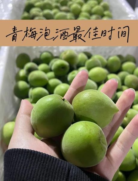 青梅酒泡多久可以喝_青梅酒泡制时间-第1张图片-山城妙识 青梅酒泡多久可以喝_青梅酒泡制时间-第1张图片-山城妙识