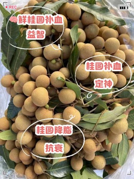 鲜桂圆的功效与作用禁忌_孕妇能吃吗-第2张图片-山城妙识