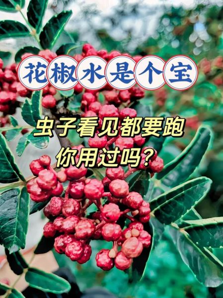 花椒水泡龟头有什么用_会不会有副作用-第1张图片-山城妙识 花椒水泡龟头有什么用_会不会有副作用-第1张图片-山城妙识