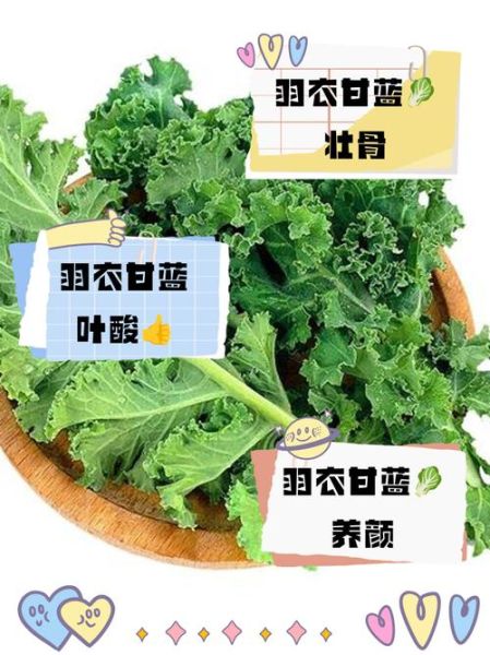 羽衣甘蓝的功效与作用禁忌_哪些人不能吃-第3张图片-山城妙识