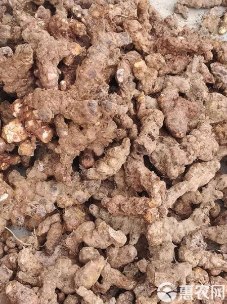 茯苓价格2021最新价格_多少钱一斤-第1张图片-山城妙识 茯苓价格2021最新价格_多少钱一斤-第1张图片-山城妙识