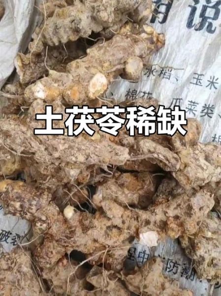 茯苓价格2021最新价格_多少钱一斤-第2张图片-山城妙识 茯苓价格2021最新价格_多少钱一斤-第2张图片-山城妙识