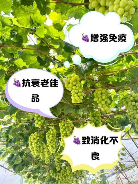 吃葡萄的坏处有哪些_葡萄吃多了有什么副作用-第3张图片-山城妙识 吃葡萄的坏处有哪些_葡萄吃多了有什么副作用-第3张图片-山城妙识