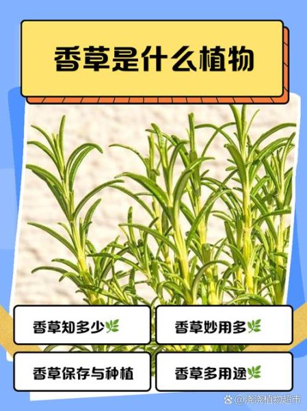 香草招聘骗局是真的吗_如何识别香草招聘骗局-第1张图片-山城妙识