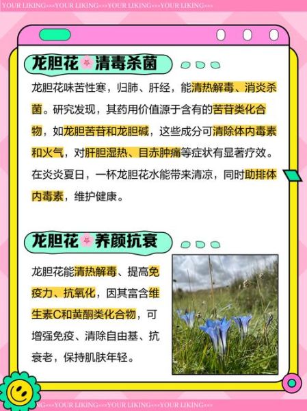 龙胆草的功效与作用_龙胆草怎么泡水喝-第2张图片-山城妙识 龙胆草的功效与作用_龙胆草怎么泡水喝-第2张图片-山城妙识