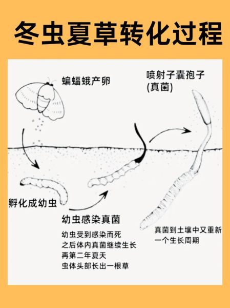 冬虫夏草怎么生长出来_冬虫夏草生长过程-第1张图片-山城妙识 冬虫夏草怎么生长出来_冬虫夏草生长过程-第1张图片-山城妙识