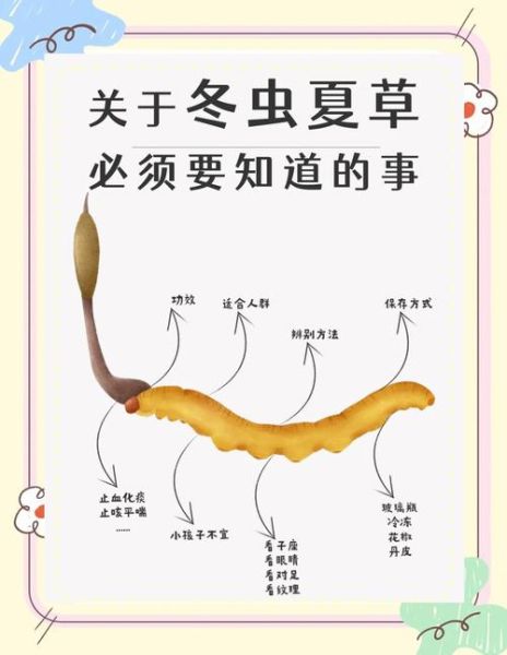 冬虫夏草怎么生长出来_冬虫夏草生长过程-第2张图片-山城妙识 冬虫夏草怎么生长出来_冬虫夏草生长过程-第2张图片-山城妙识