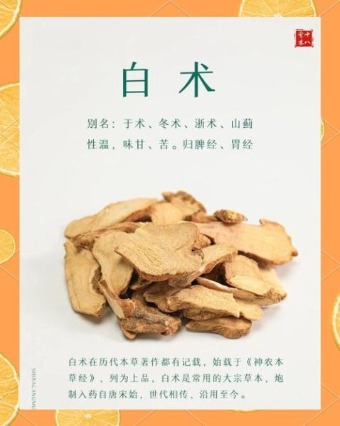 白术的功效与作用_白术主治哪些病-第2张图片-山城妙识 白术的功效与作用_白术主治哪些病-第2张图片-山城妙识