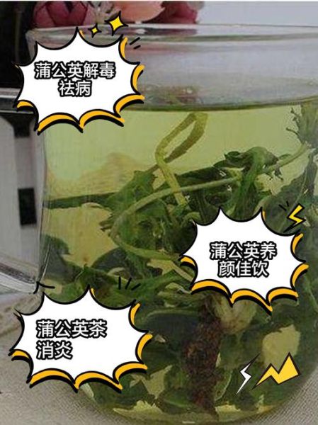 蒲公英茶副作用有哪些_孕妇能喝蒲公英茶吗-第2张图片-山城妙识