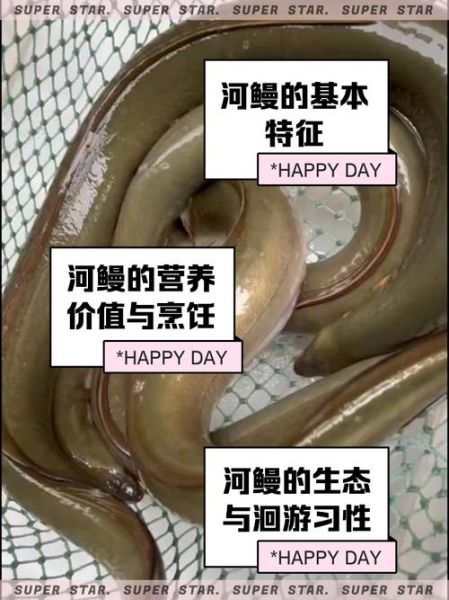 鳗鲡图片_鳗鲡和鳗鱼有什么区别-第3张图片-山城妙识