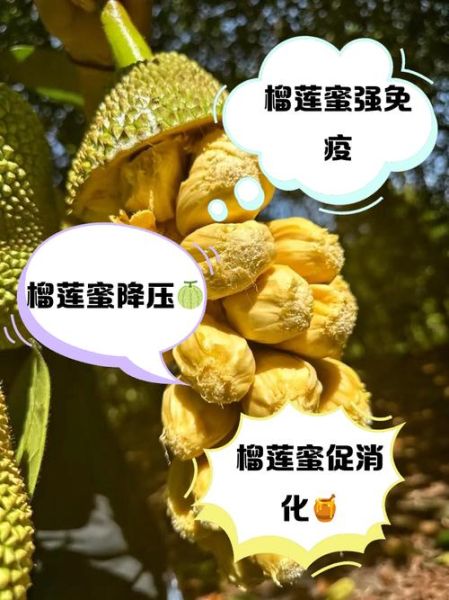 榴莲蜜和榴莲哪个好吃_口感区别大吗-第3张图片-山城妙识 榴莲蜜和榴莲哪个好吃_口感区别大吗-第3张图片-山城妙识