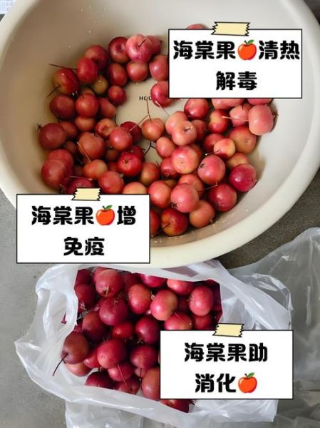 海棠树果实能吃吗_海棠果食用安全-第1张图片-山城妙识