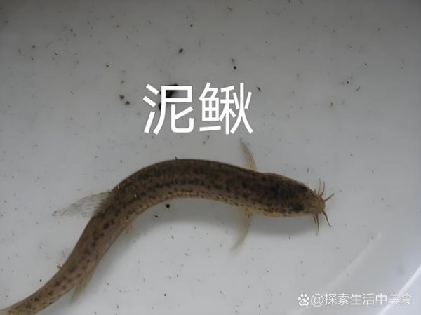 黄鳝和泥鳅的区别_黄鳝和泥鳅的功效哪个好-第3张图片-山城妙识 黄鳝和泥鳅的区别_黄鳝和泥鳅的功效哪个好-第3张图片-山城妙识