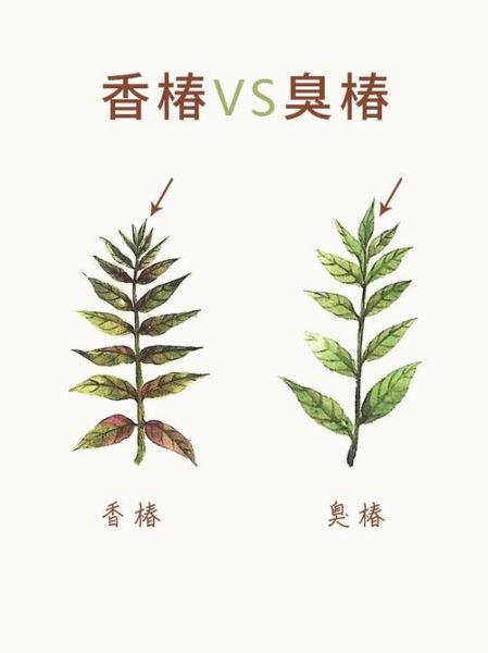 香椿树长什么样子_香椿树和臭椿区别-第1张图片-山城妙识 香椿树长什么样子_香椿树和臭椿区别-第1张图片-山城妙识
