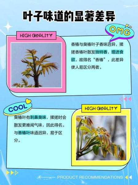 香椿树长什么样子_香椿树和臭椿区别-第2张图片-山城妙识 香椿树长什么样子_香椿树和臭椿区别-第2张图片-山城妙识