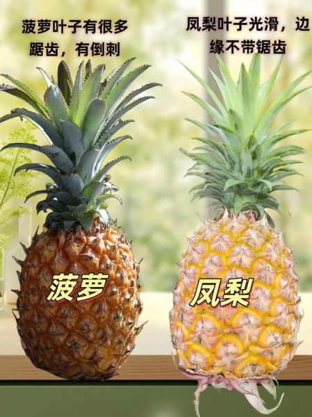 菠萝和凤梨有什么区别_凤梨是菠萝吗-第1张图片-山城妙识