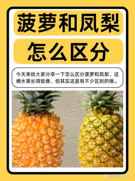 菠萝和凤梨有什么区别_凤梨是菠萝吗-第2张图片-山城妙识